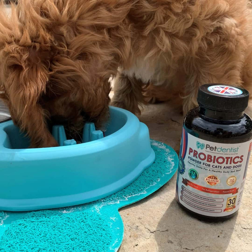 Find the Best Pet Probiotics Online - Petdentist